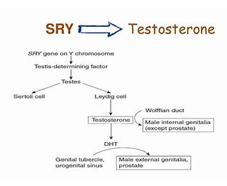 مخفف کلمه SRY چیست؟